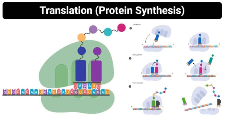 What Is The Site of Protein Synthesis: Definition, Mechanism ...
